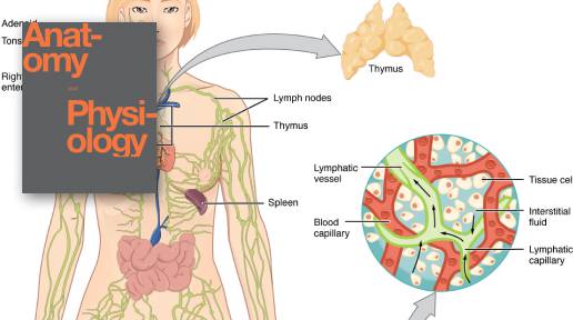 lymphatic system anatomy and physiology bangla