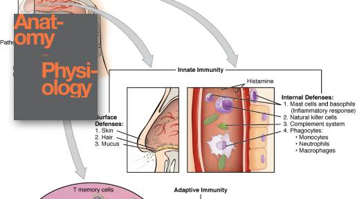 immune system defenses include