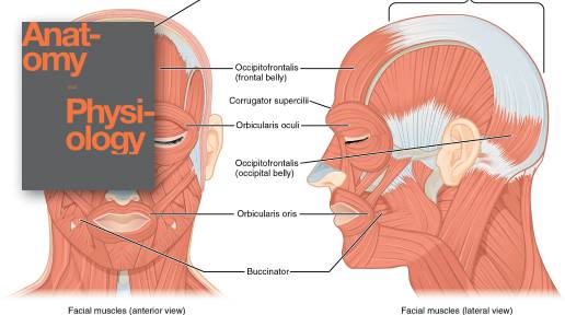 occipitofrontalis muscle