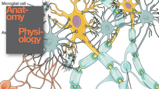 labeling neural tissue