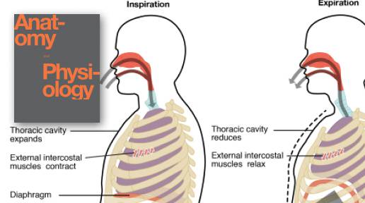 how does breathing work