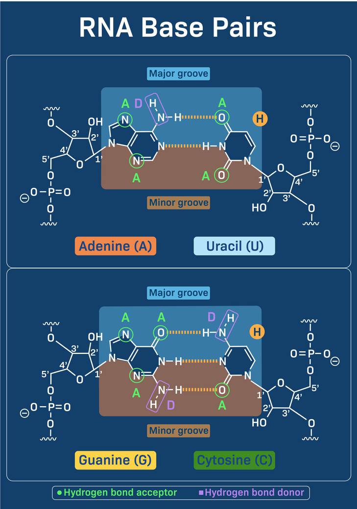Base Pairing In Rna