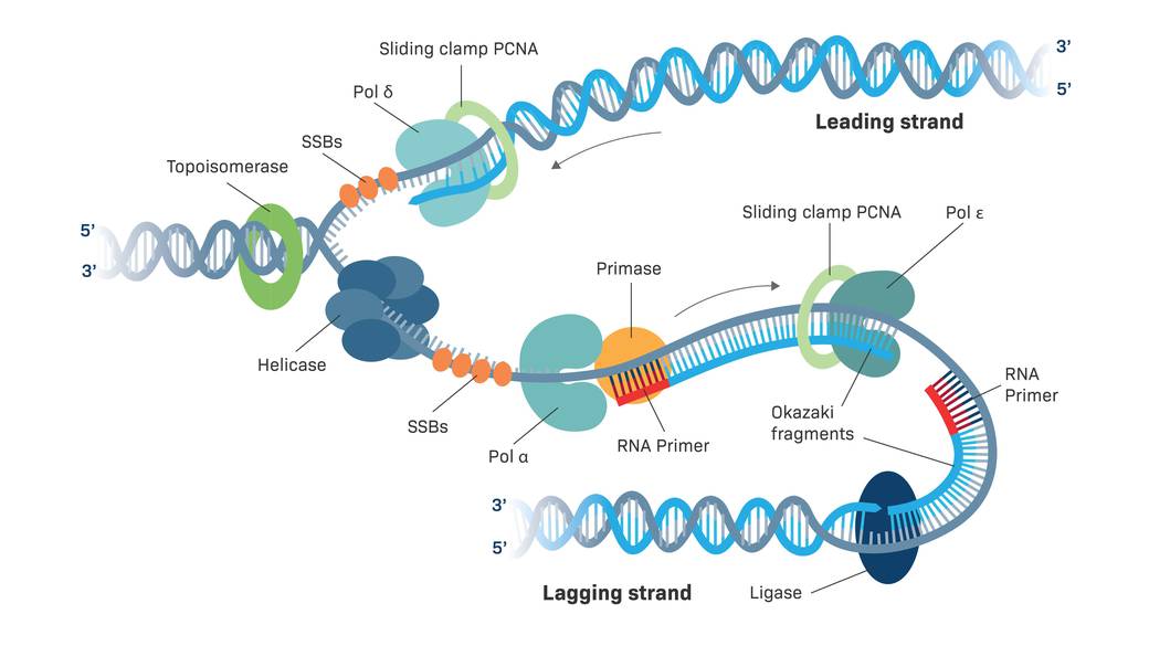 Dna Lagging Strand Diagram