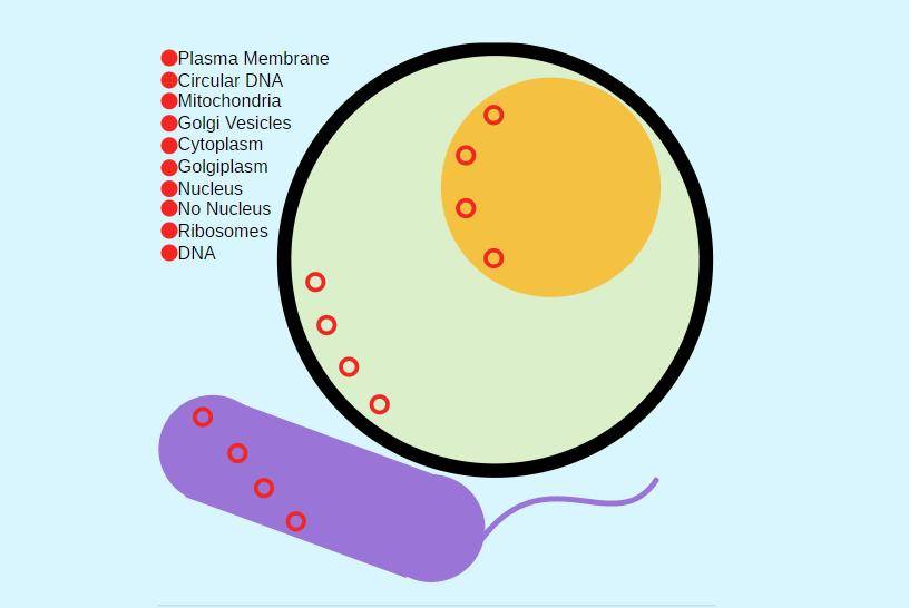 Prokaryot Celle Umerket Diagram