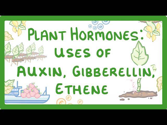 Gibberellins Plant Hormone