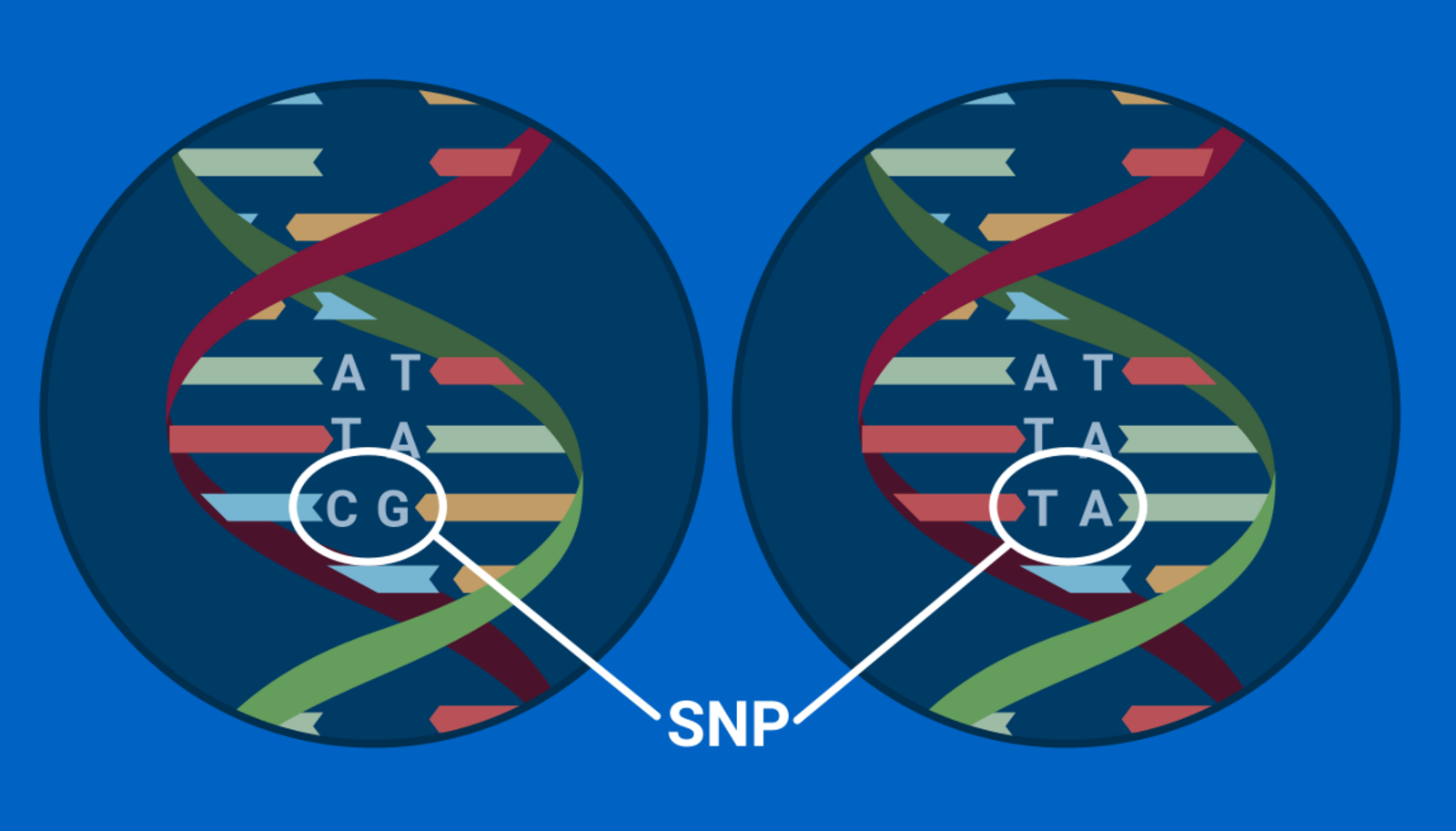 Global SNP Genotyping Market $48.1 Billion by 2033