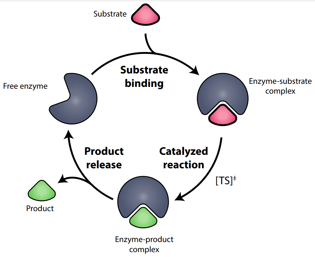 Indukuoto atitikmens modelis
